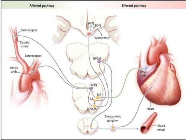 Syncope ppt | PPTX | Ear, Nose and Throat Conditions | Diseases and ...