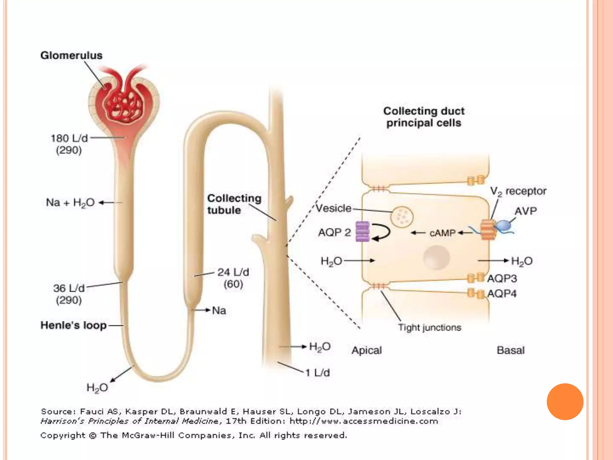 Syndrome of inappropriate antidiuretic hormone secretion | PPTX