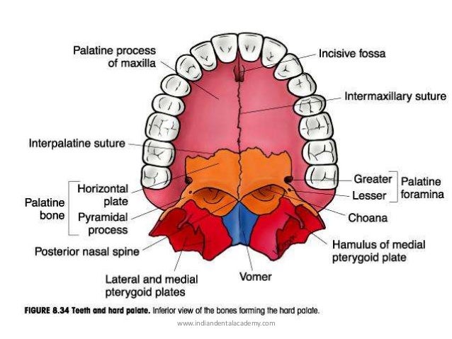 Syndromes affecting the palate/ dental implant courses