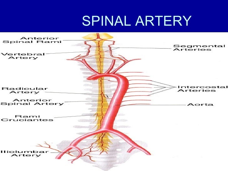 Syndromes Of Spinal Cord