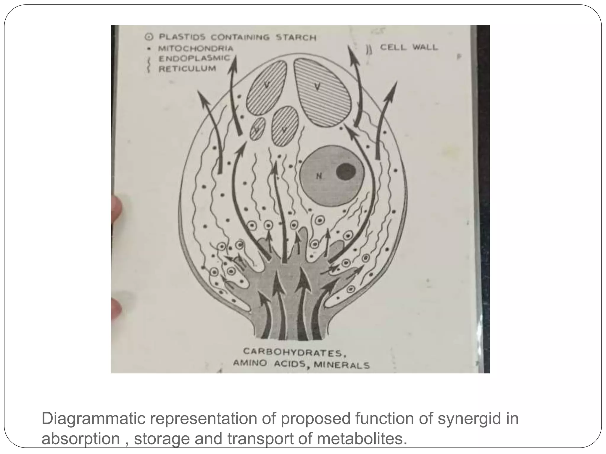 Synergids and its functions , reproductive biology of angiosperms | PPTX