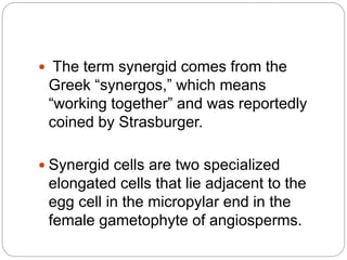 Synergids and its functions , reproductive biology of angiosperms | PPTX