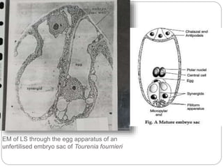 Synergids and its functions , reproductive biology of angiosperms | PPTX