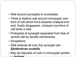Synergids and its functions , reproductive biology of angiosperms | PPTX