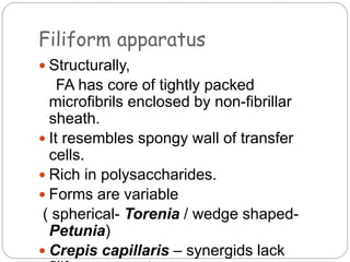 Synergids and its functions , reproductive biology of angiosperms | PPTX