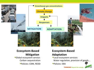 Forests and Climate Change: Linking Adaptation and Mitigation | PPT