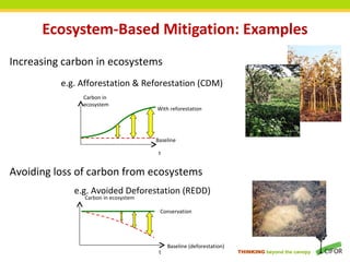 Forests and Climate Change: Linking Adaptation and Mitigation | PPT