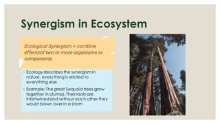 SYNERGISM IN TERRESTRIAL ECOSYSTEM | PDF