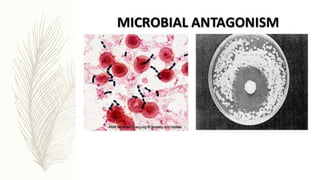 Synergistic and antagonistic effects of microorganisms | PPTX