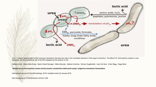 Synergistic and antagonistic effects of microorganisms | PPTX