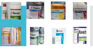 Syngenta | PPTX