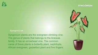 syngonium | PPTX