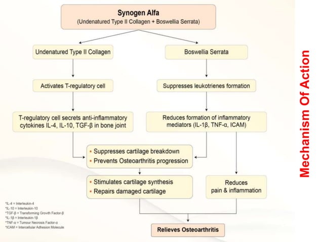 Synogen Alfa Launching Presentation.pptx