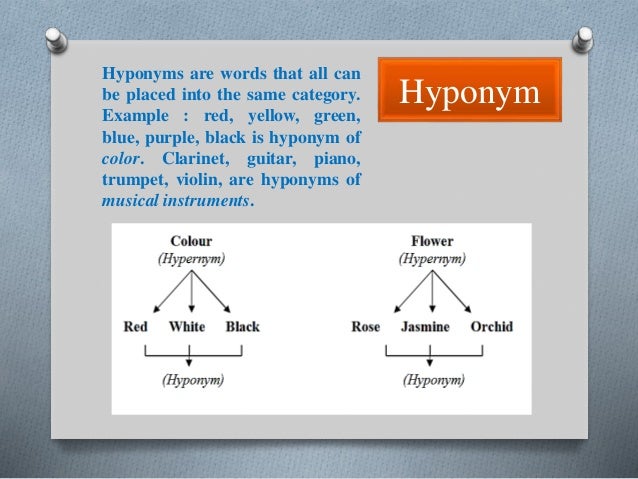 Synonym, Antonym, and Hyponym