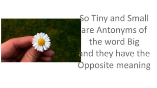 synonyms and antonyms.pptx