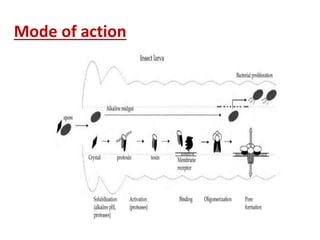 Synopsis and viva voce model ppt | PPTX