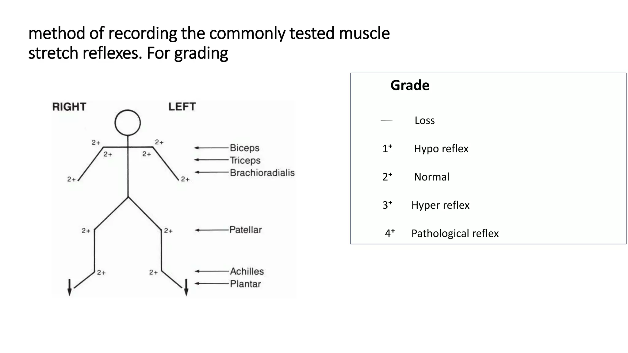 neurological examination by Suleiman Suleiman | PDF