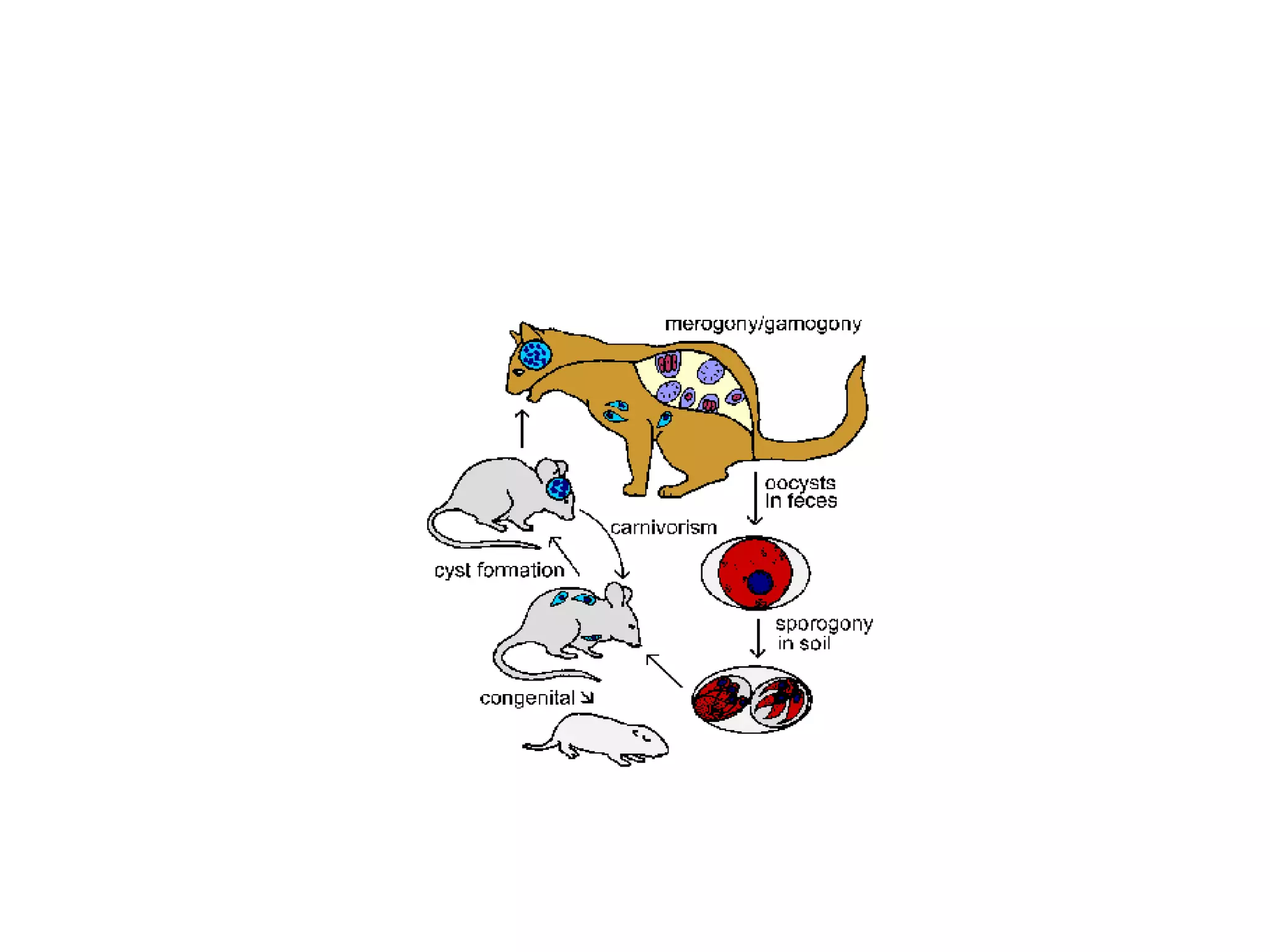 Synopsis on toxoplasmosis | PPT
