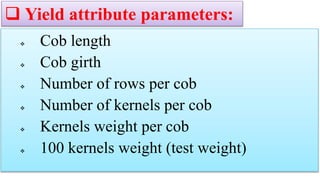 Technical Programme of P.h.D Experiment on Maize | PPTX