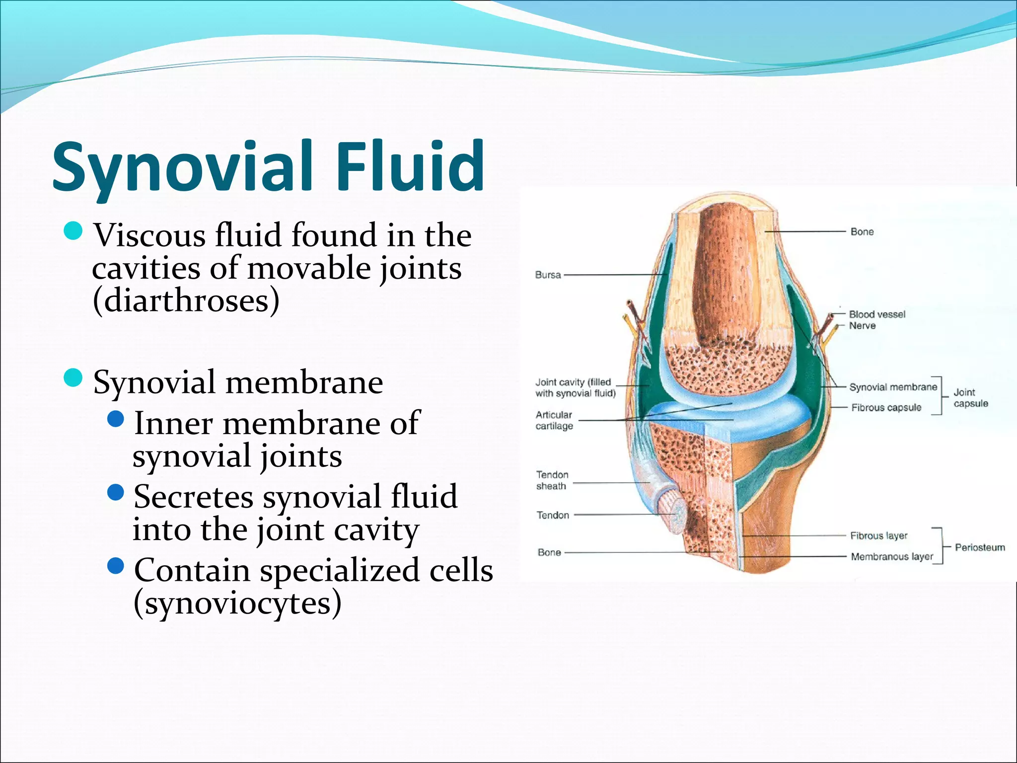 Synovial | PPT