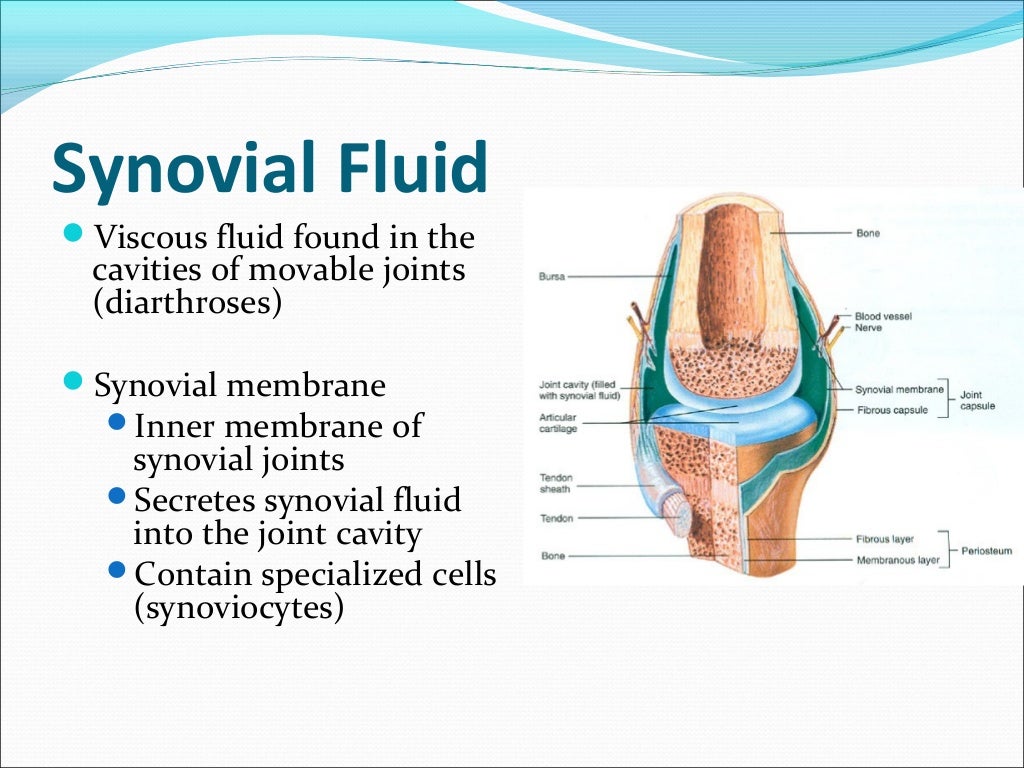 Synovial