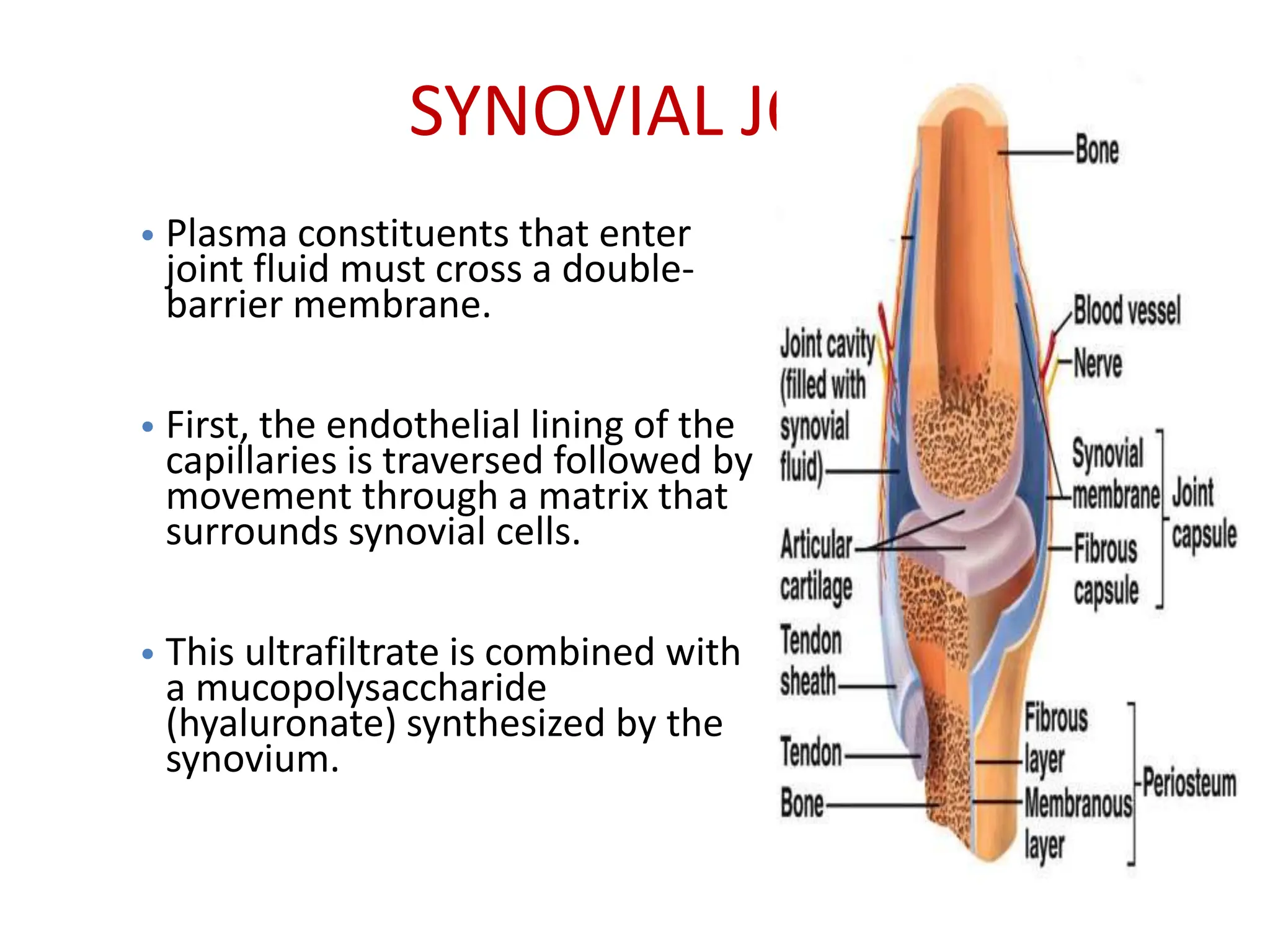Synovial Fluid Composition a short lecture | PPT