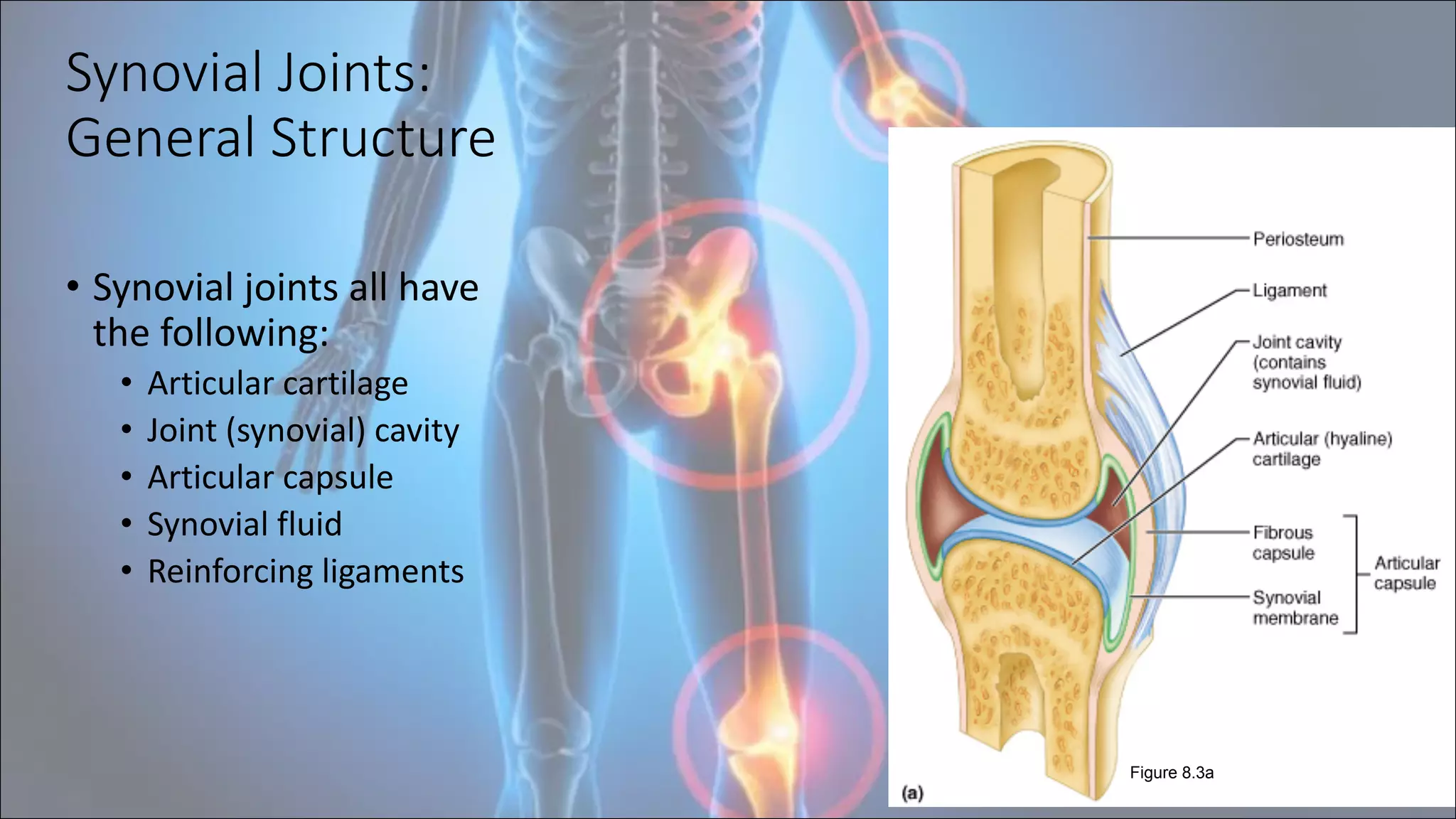 Synovial joint .ppt