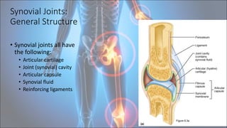 Synovial joint .ppt