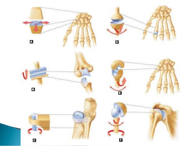 Synovial joint