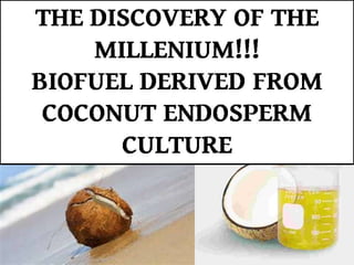 Synthesize Coco Meat for Bio Fuel Investment Opportunities | PPT