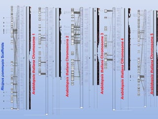 Synteny a million year old euphoria of euphorbiaceae | PPT | Genetics ...