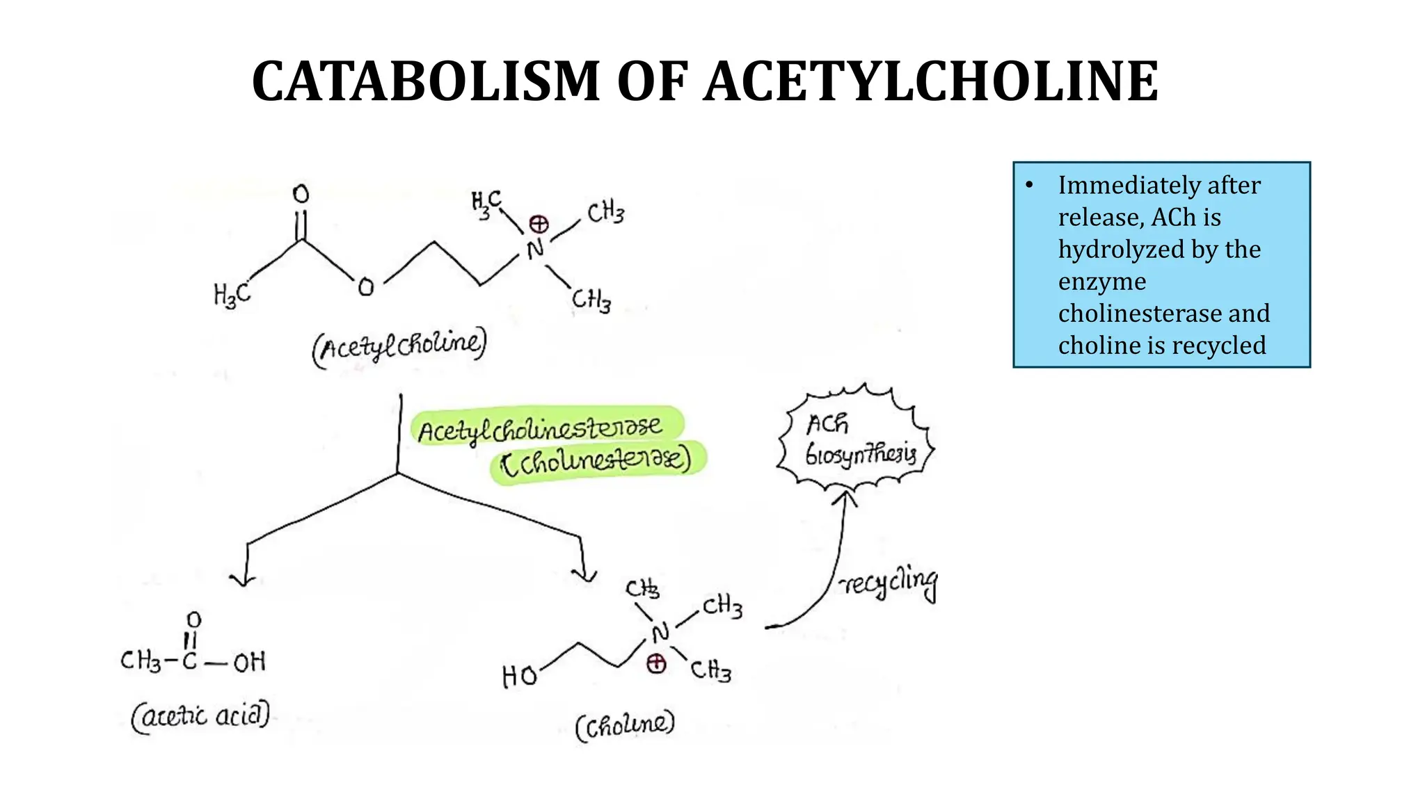 Synthesis and Catabolism of AcetylCholine.pdf