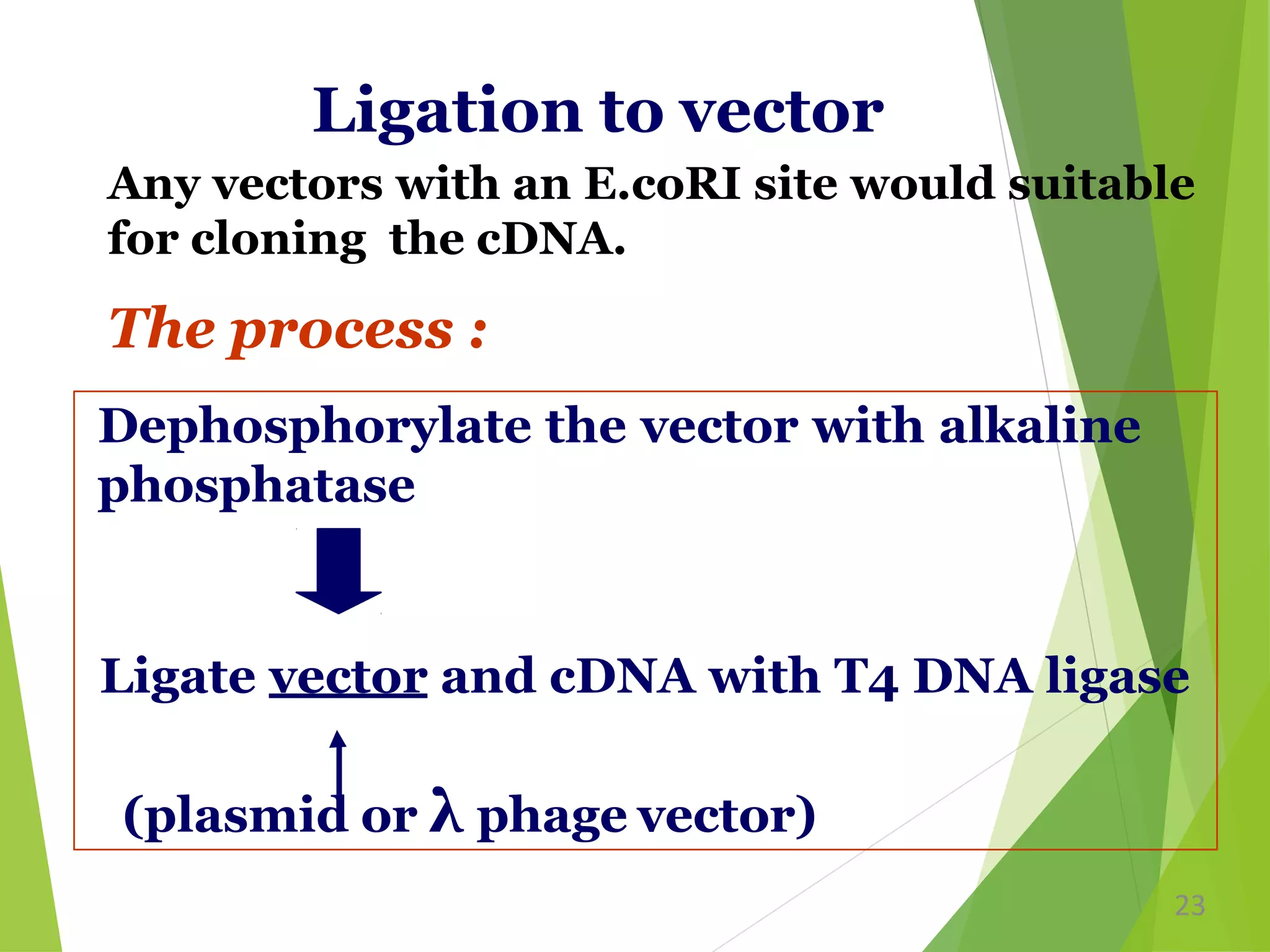 Synthesis and cloning of c dna | PPTX