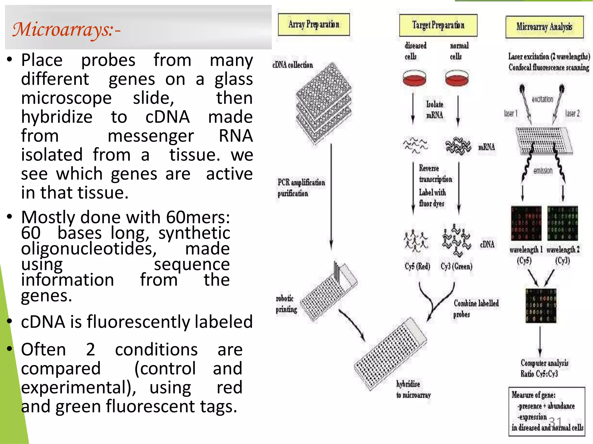 Synthesis and cloning of c dna | PPTX