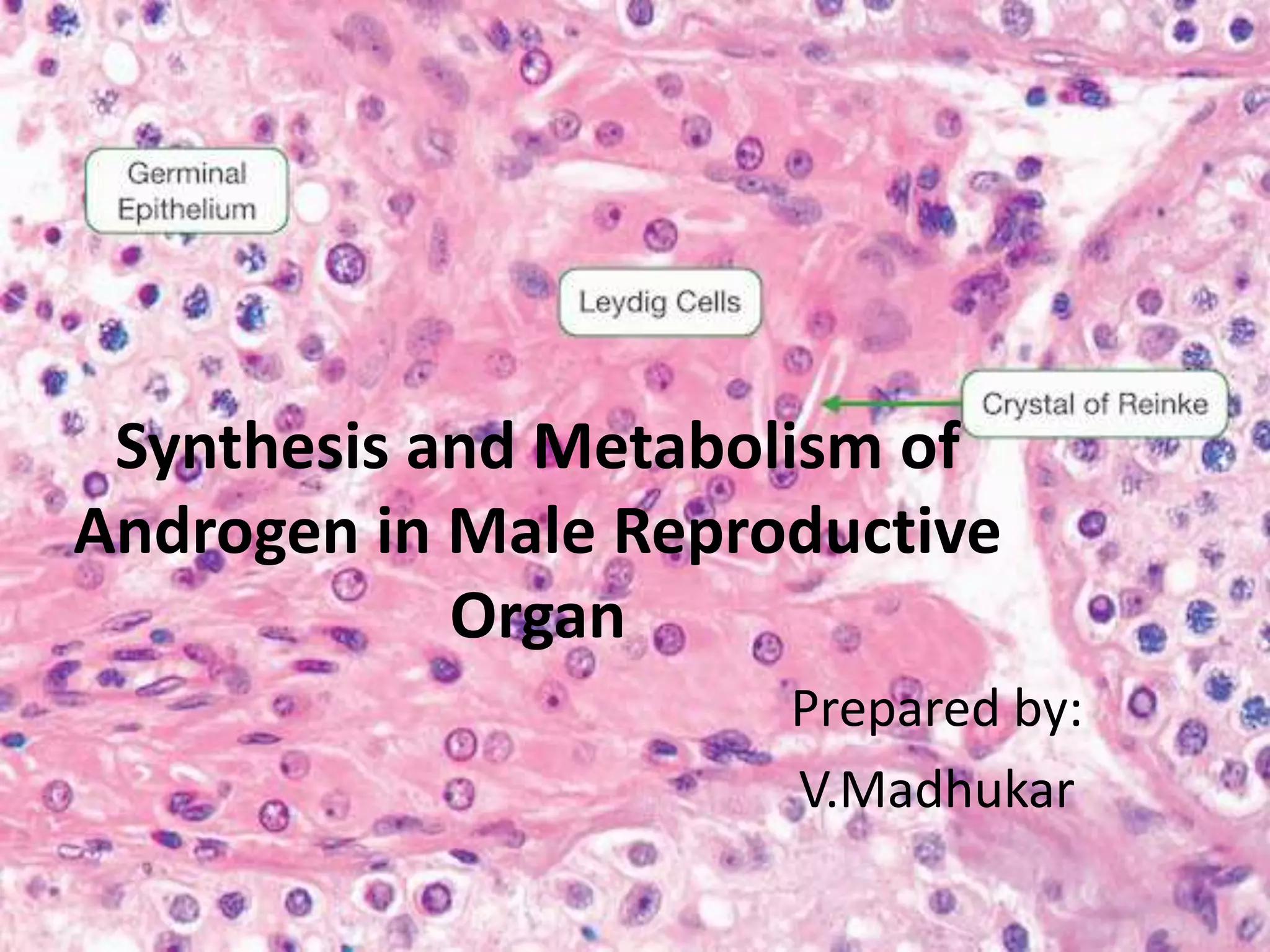 Synthesis and Metabolism of Androgen in Male Reproductive System | PPTX