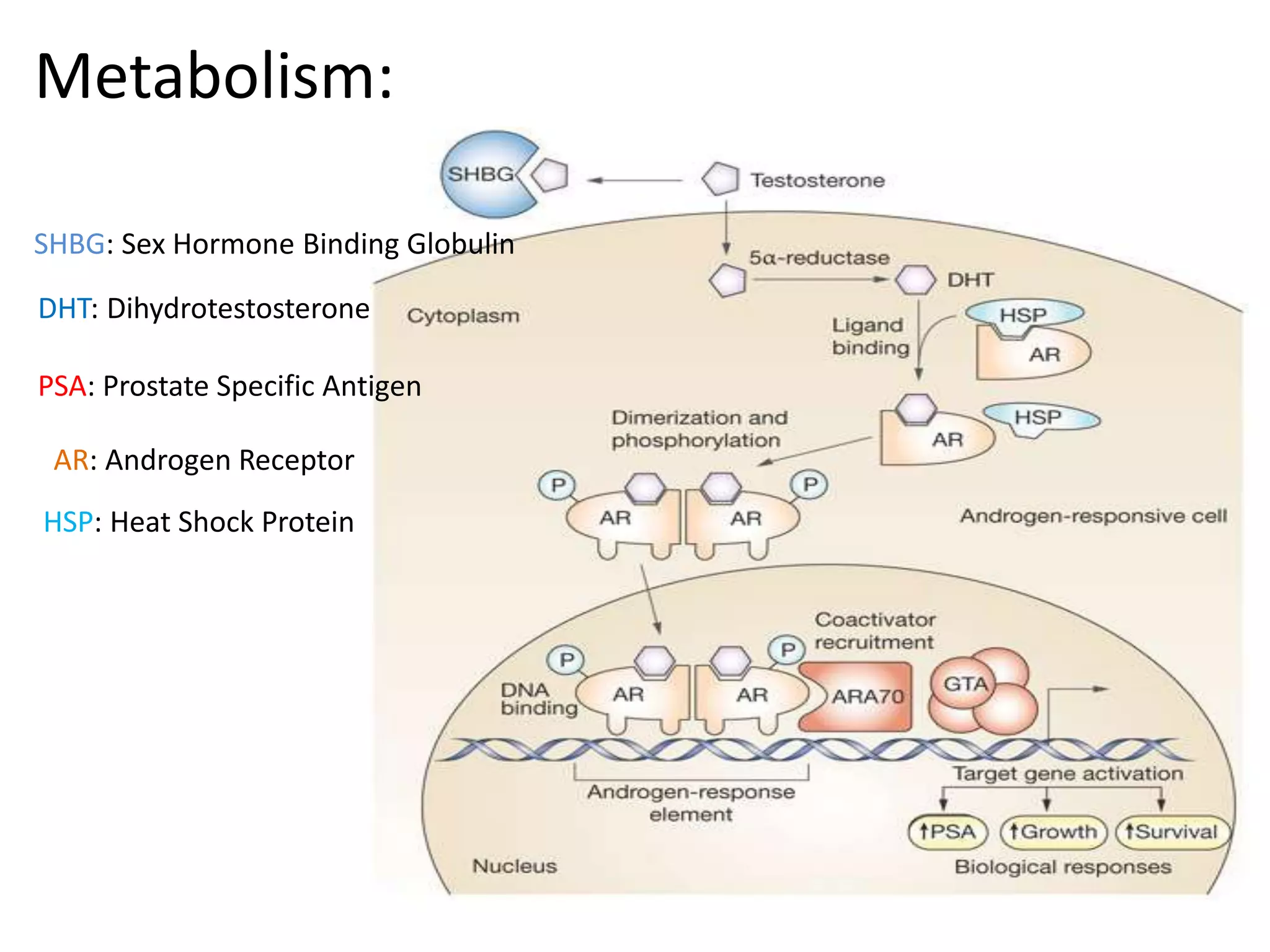 Synthesis and Metabolism of Androgen in Male Reproductive System | PPTX