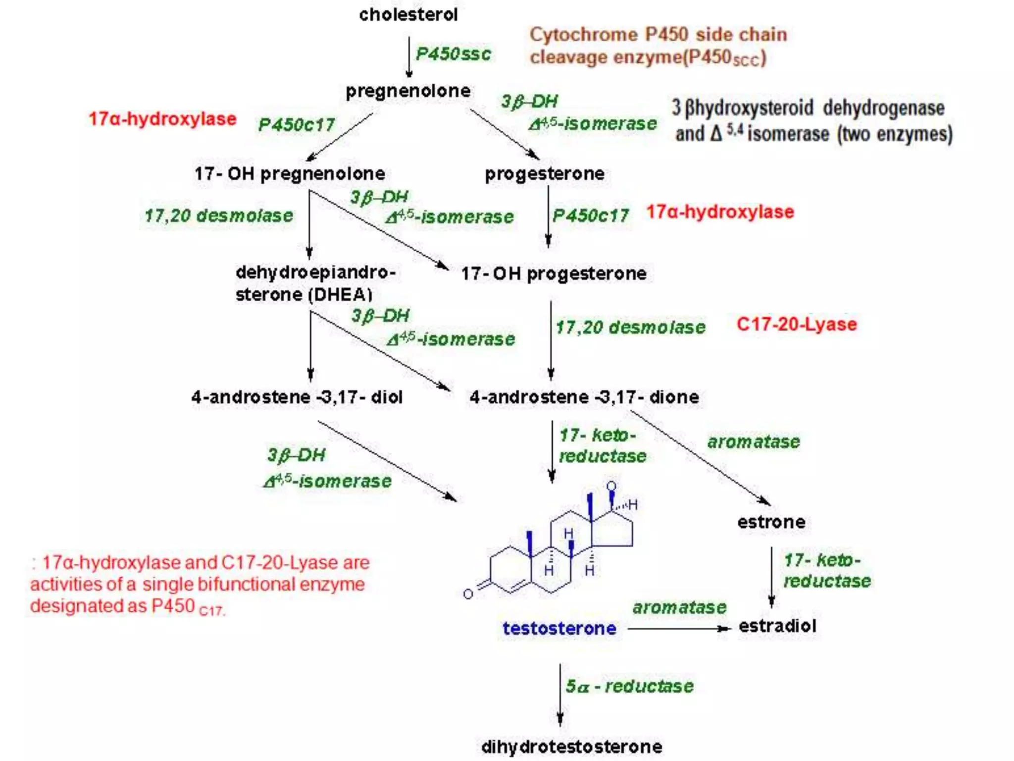 Synthesis and Metabolism of Androgen in Male Reproductive System | PPTX