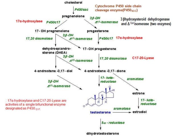 Synthesis and Metabolism of Androgen in Male Reproductive System | PPTX