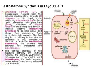 Synthesis and Metabolism of Androgen in Male Reproductive System | PPTX