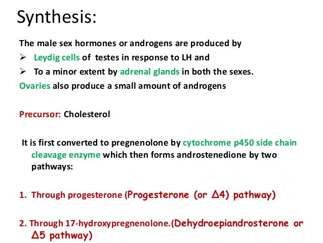 Synthesis And Metabolism Of Androgen In Male Reproductive System