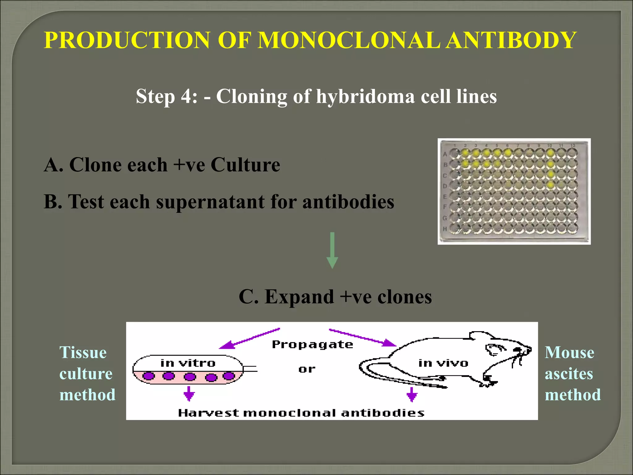 Synthesis, isolation and importance of monoclonal antibodies | PPT