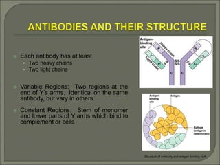 Synthesis, isolation and importance of monoclonal antibodies | PPT