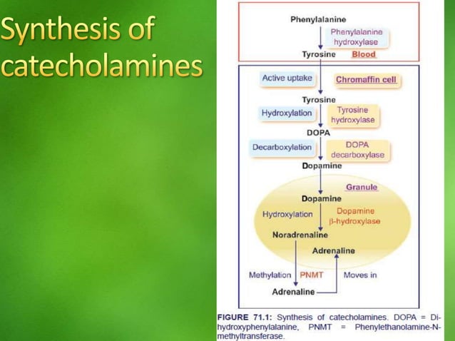 Synthesis of adrenal steroids | PPT