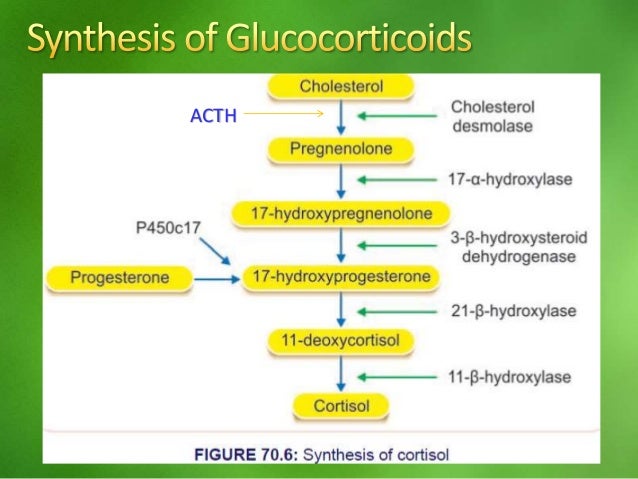 Synthesis Of Adrenal Steroids