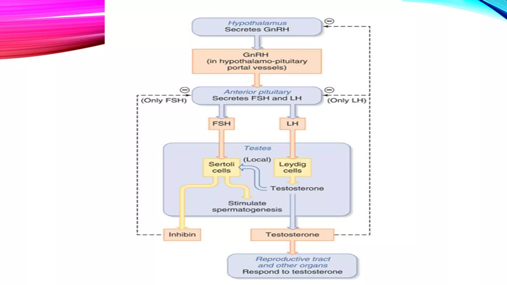 Synthesis of androgens | PPTX
