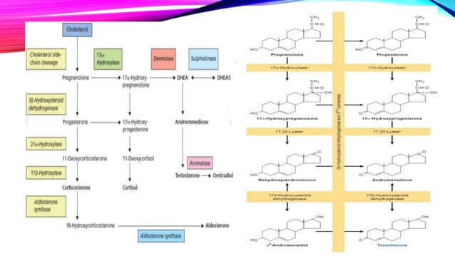 Synthesis of androgens | PPTX | Hormonal Disorders | Endocrine and Metabolic Diseases