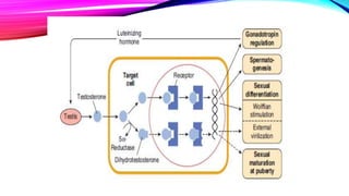 Synthesis of androgens | PPTX