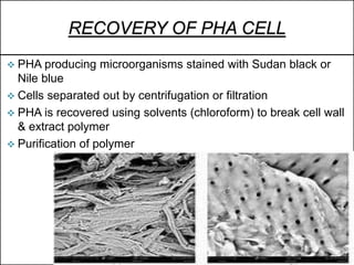 Synthesis of bioplastics | PPTX