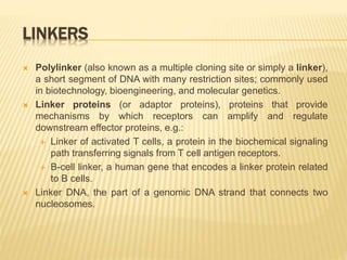 Synthesis of c dna | PPTX