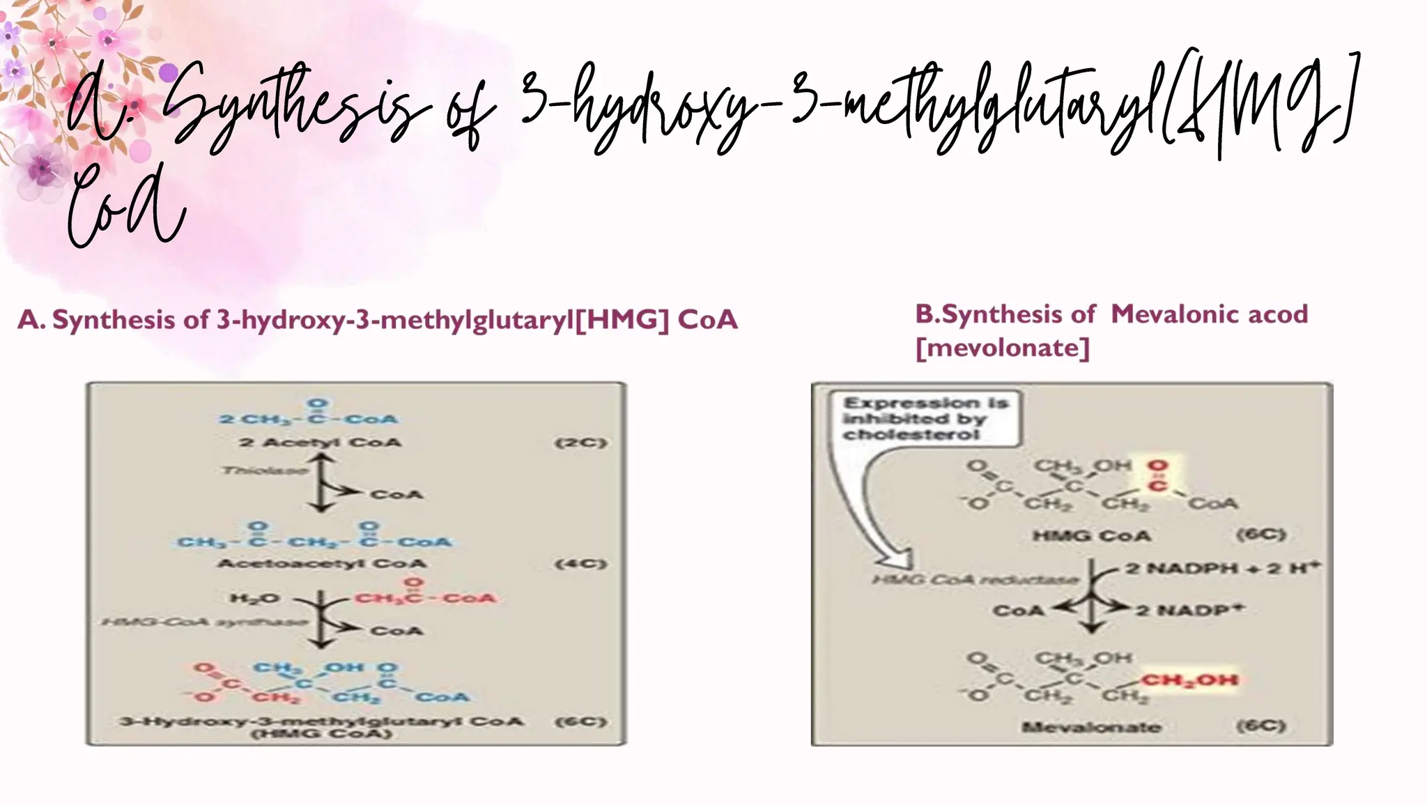 synthesis of Cholesterol.pptx